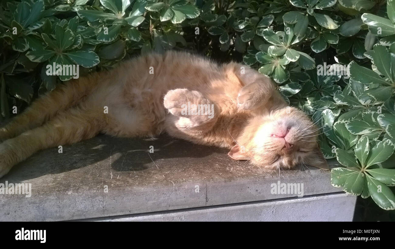 A cat waking up in May 2015 captures a moment of daily life in an ...