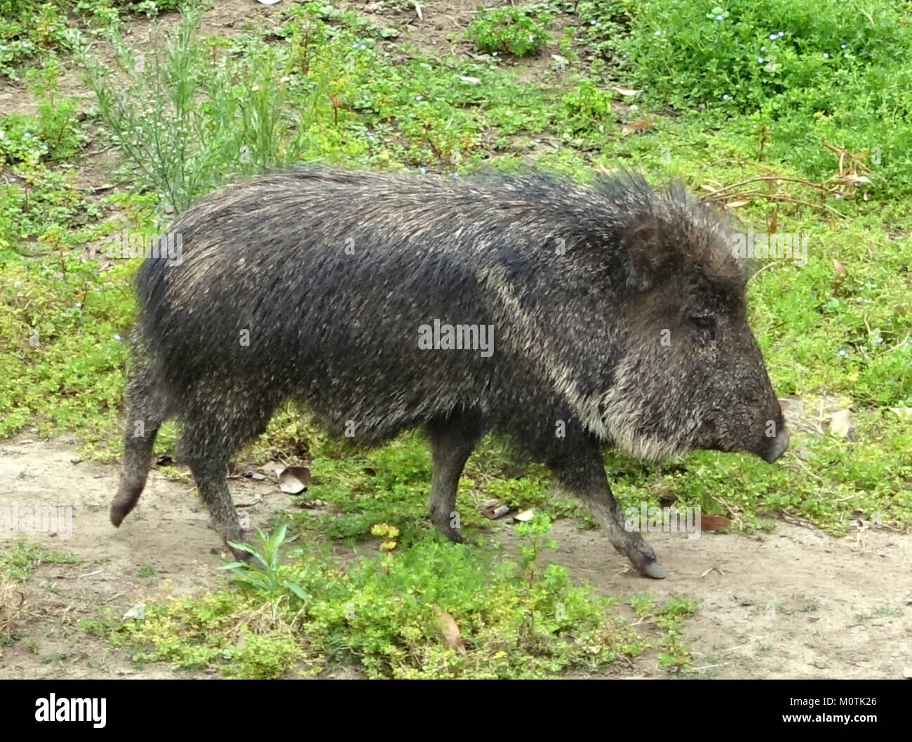 Catagonus wagneri, known as the Chacoan peccary, is an endangered ...