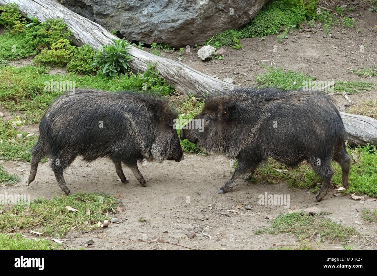Catagonus wagneri hi-res stock photography and images - Alamy
