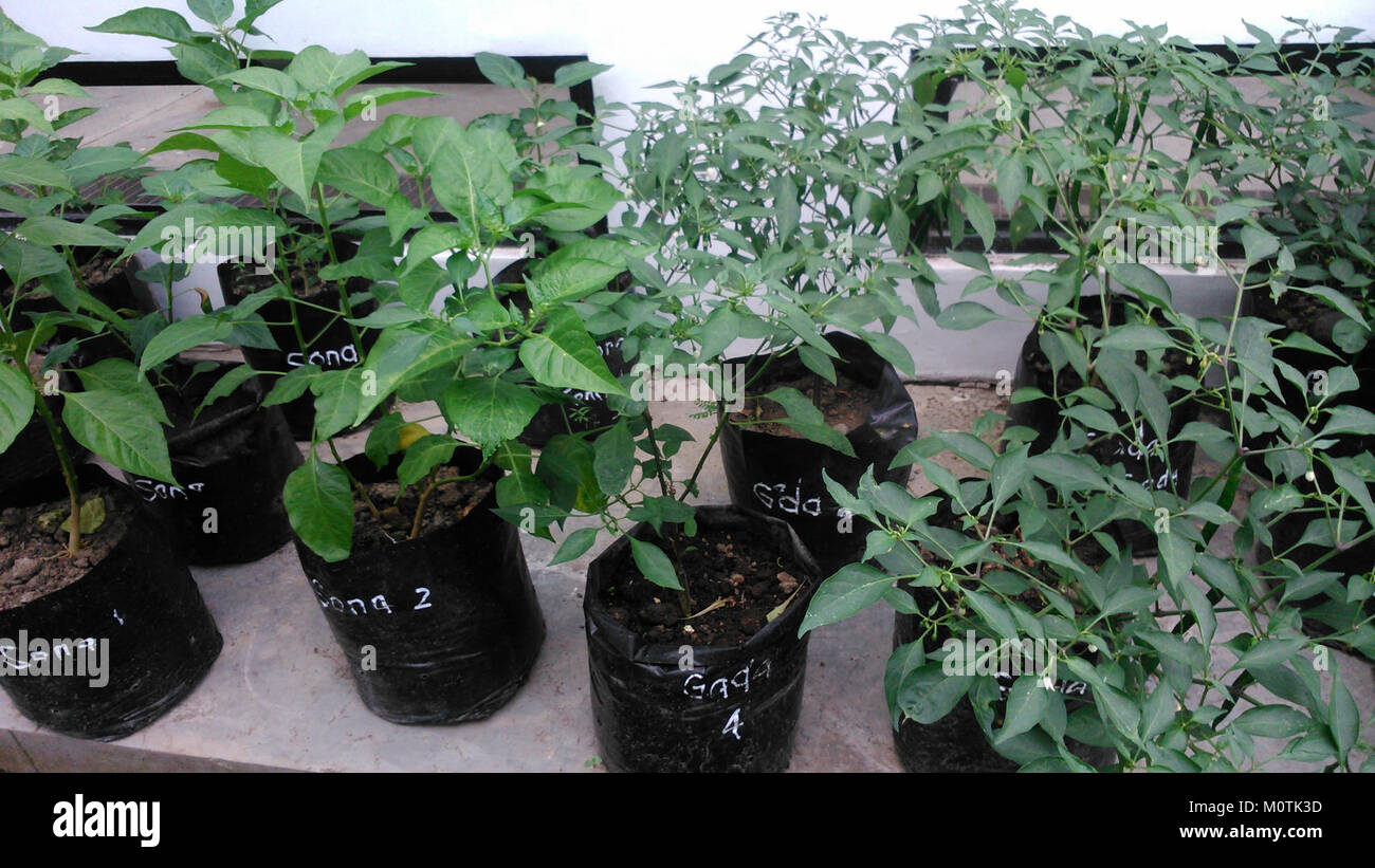 Capsicum annuum capsicum frutescens hi-res stock photography and images ...