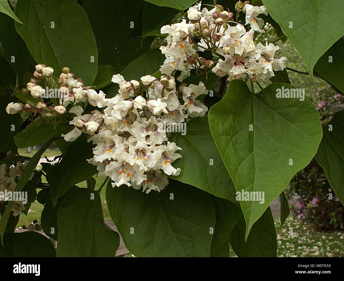 Catalpa speciosa, also known as the northern catalpa tree, photographed ...