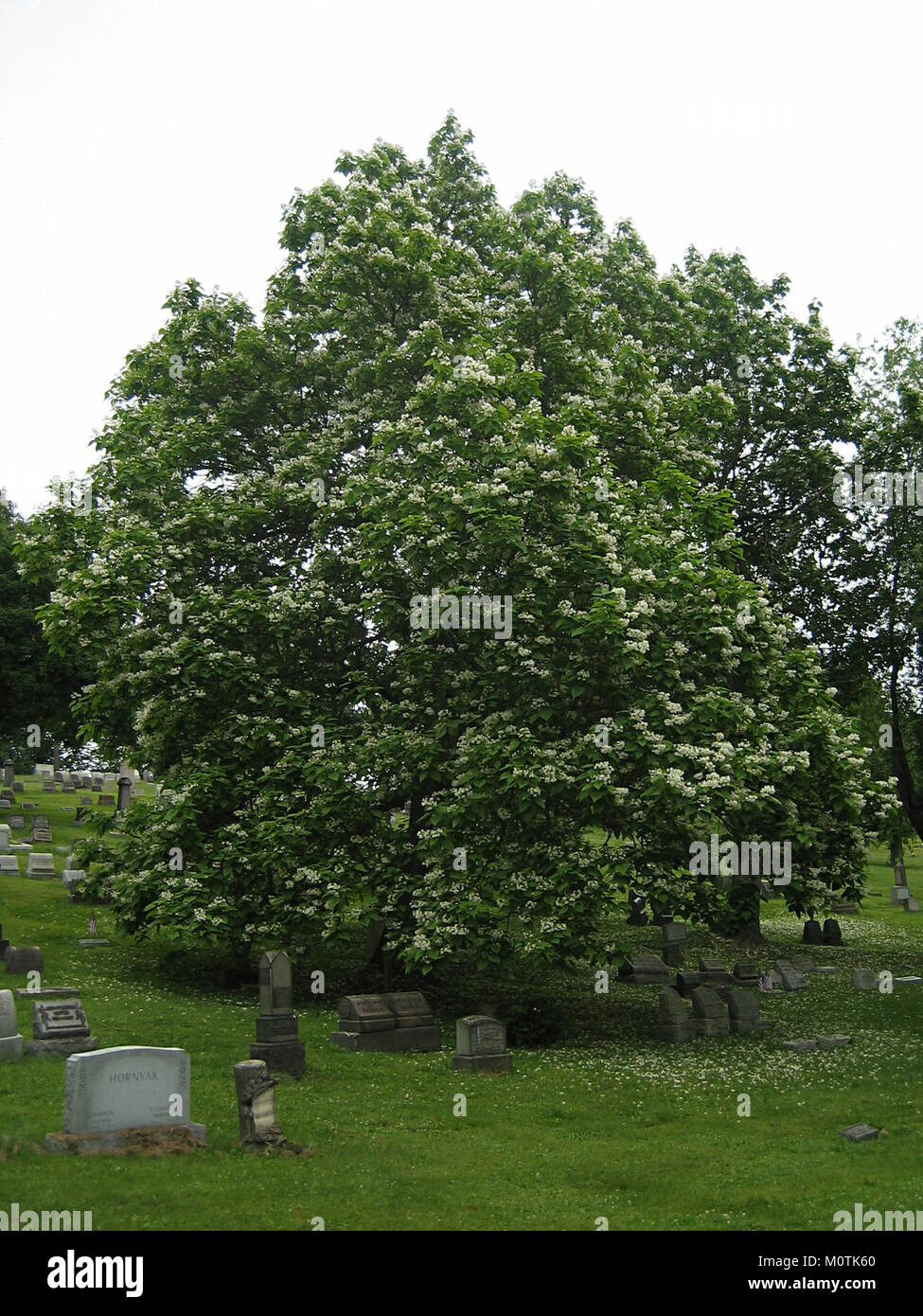 A photograph of Catalpa speciosa, the Northern Catalpa tree, taken at ...