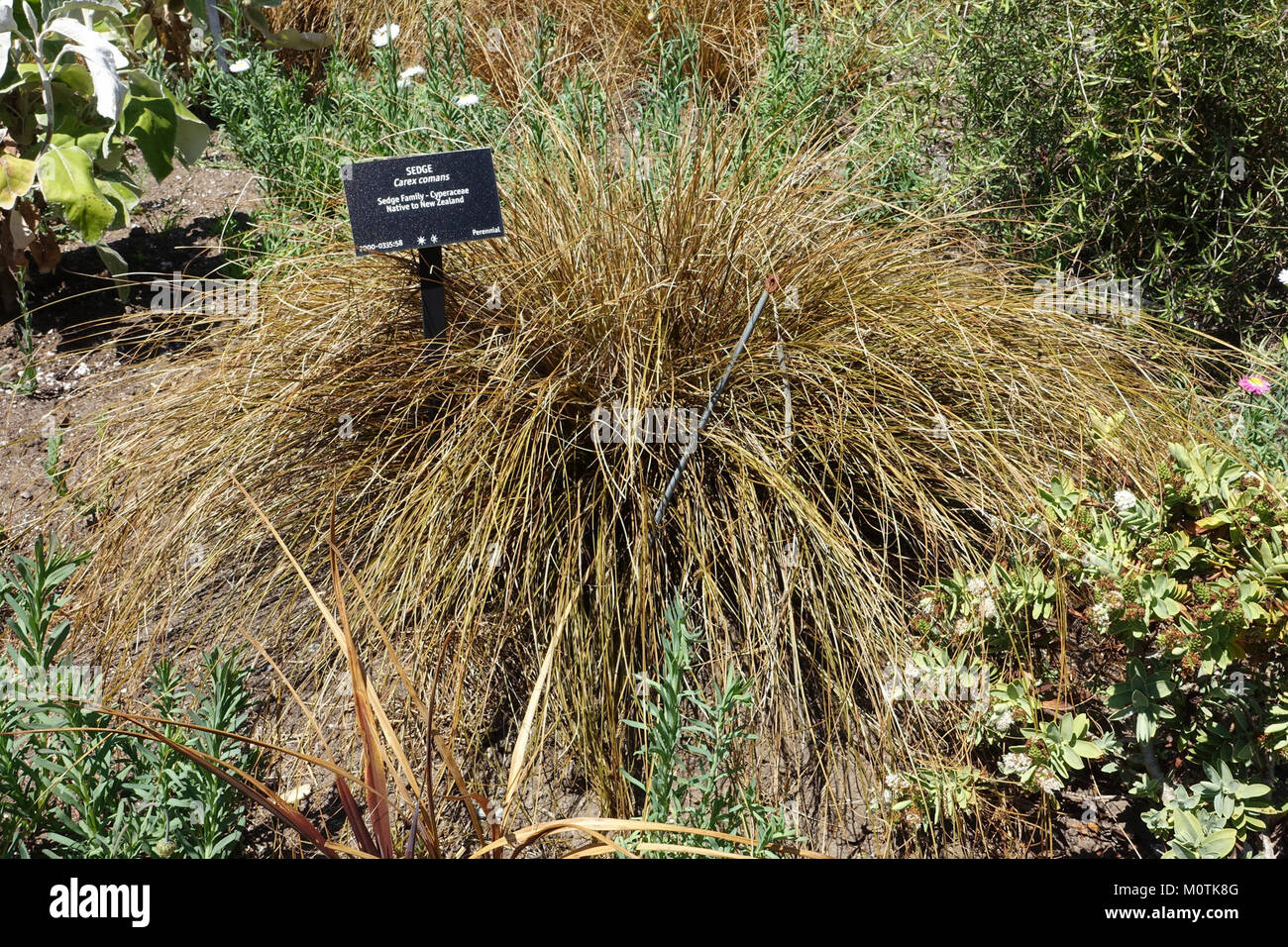 Carex comans, or the New Zealand hair sedge, is displayed in the ...