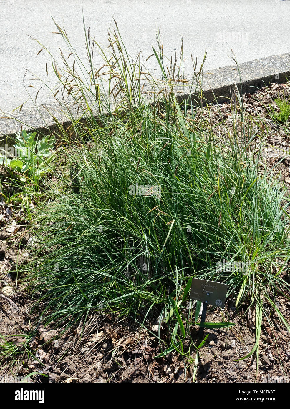 Sedge grass identification hi-res stock photography and images - Alamy