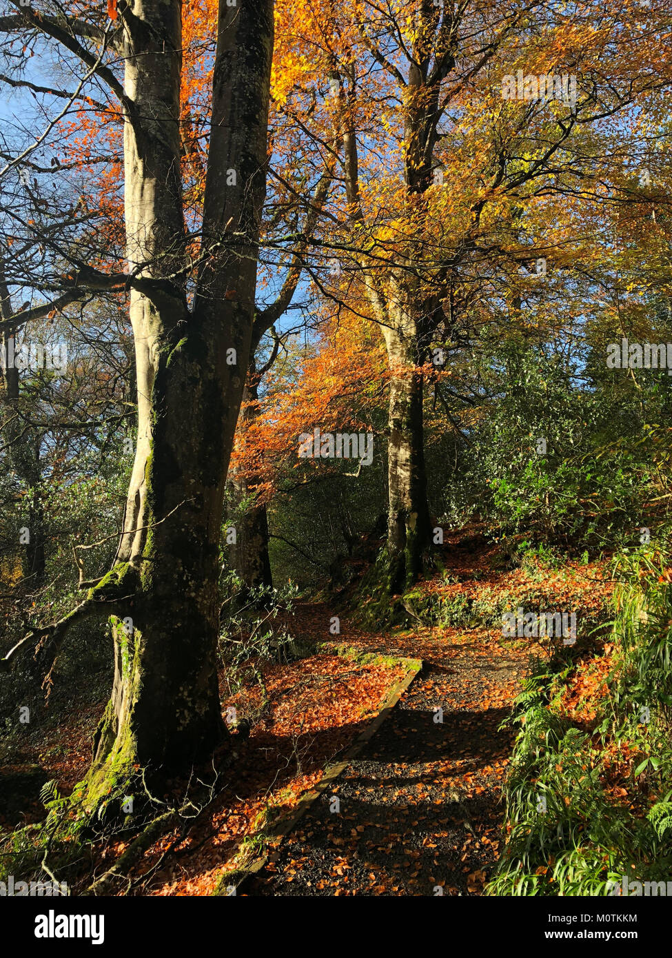 Irish forest path taken in the Autumn Stock Photo - Alamy