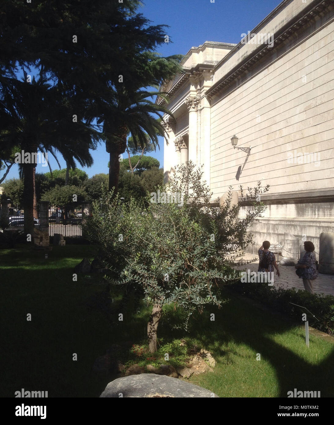 The Catholic-Lutheran Olive Tree at San Paolo fuori le Mura is a symbol ...