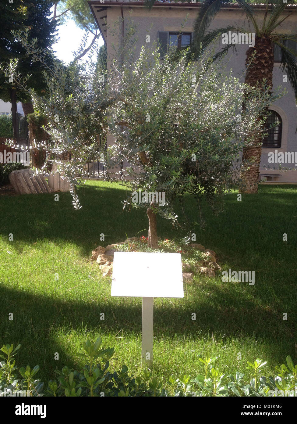 The Catholic-Lutheran Olive Tree at San Paolo fuori le Mura symbolizes ...