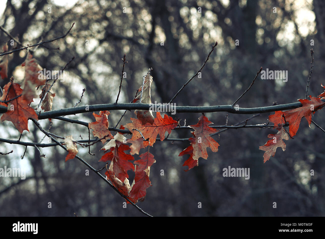 Brown color leaves hi-res stock photography and images - Alamy