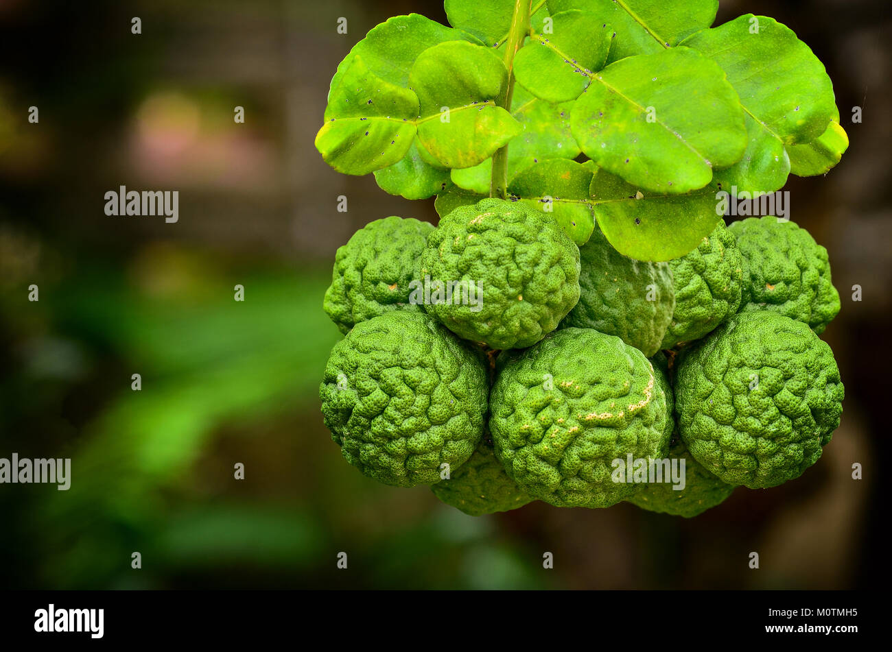 Bergamot tree hi-res stock photography and images - Alamy
