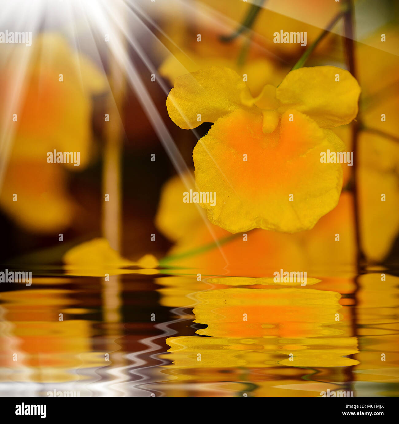 Dendrobium chrysotoxum blooming in garden with reflect on water pond ...