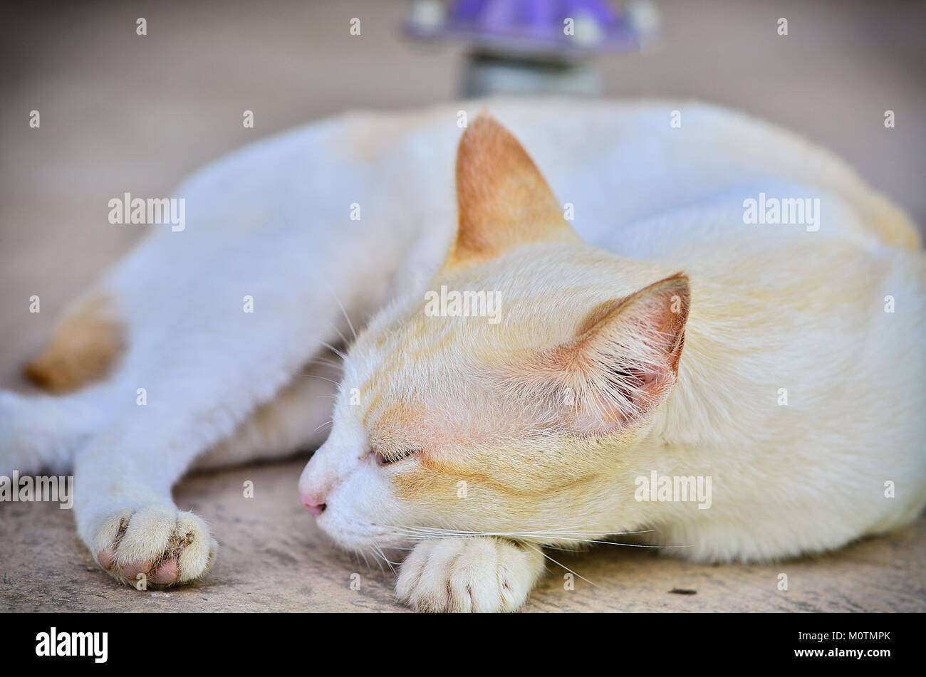 sweet sleep white cat laying down on floor Stock Photo - Alamy