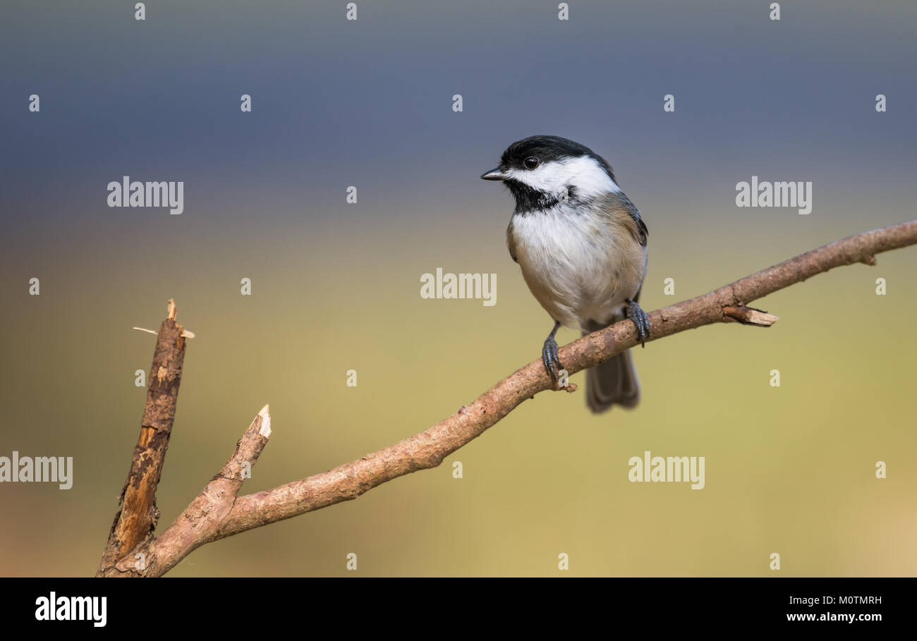 Chickadee flying hi-res stock photography and images - Alamy