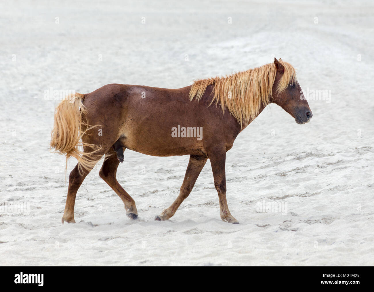 A Wild pony, horse, of Assateague Island, Maryland, USA on the beach ...