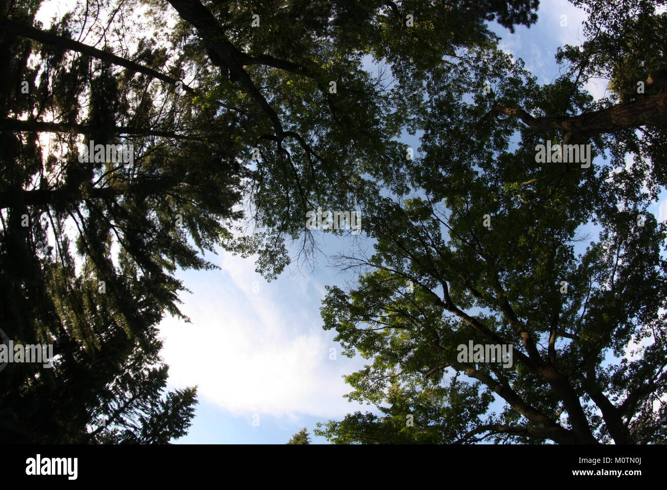 Looking upward through leaves hi-res stock photography and images - Alamy