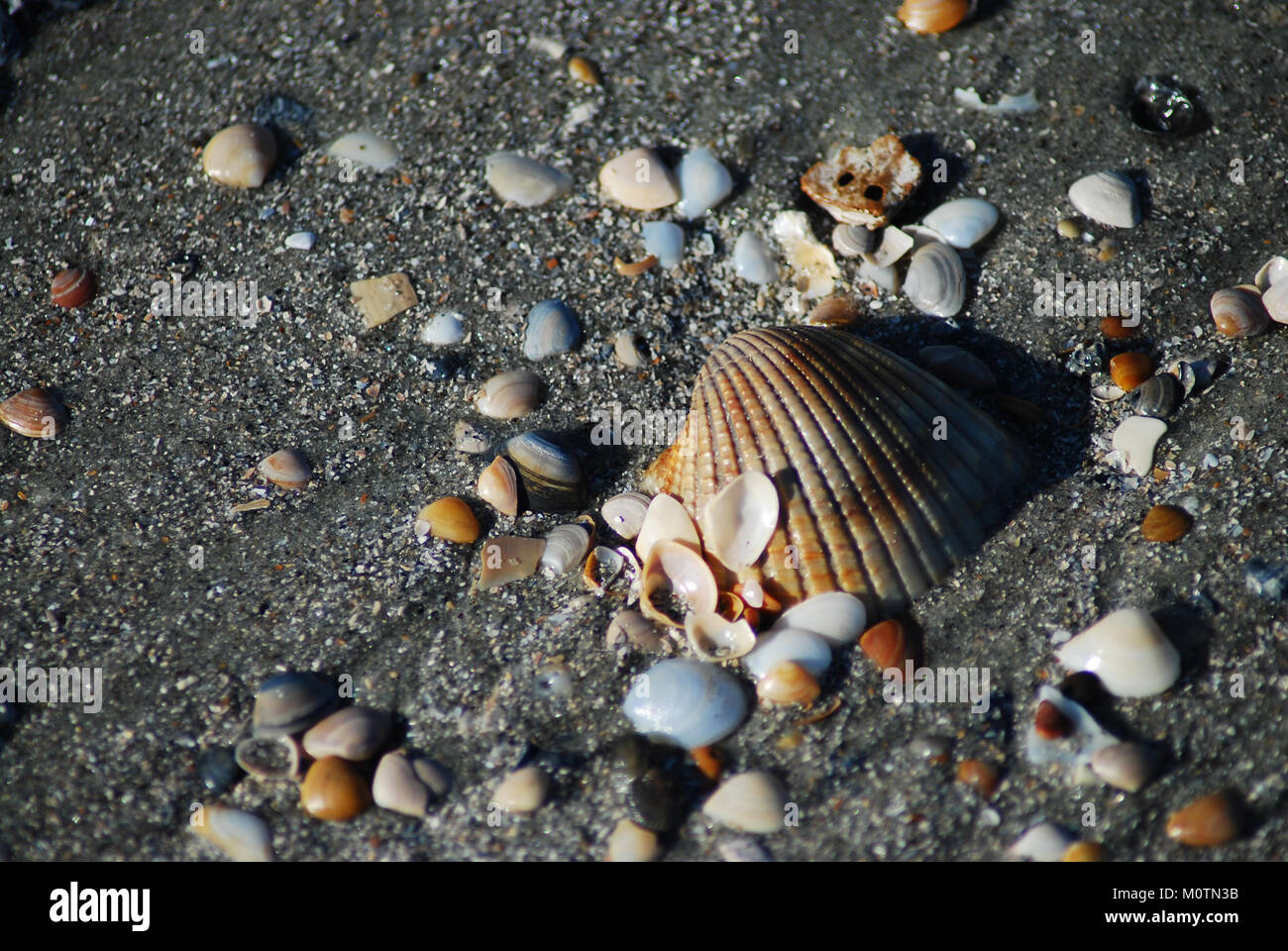 Seashells on Seashore Stock Photo - Alamy