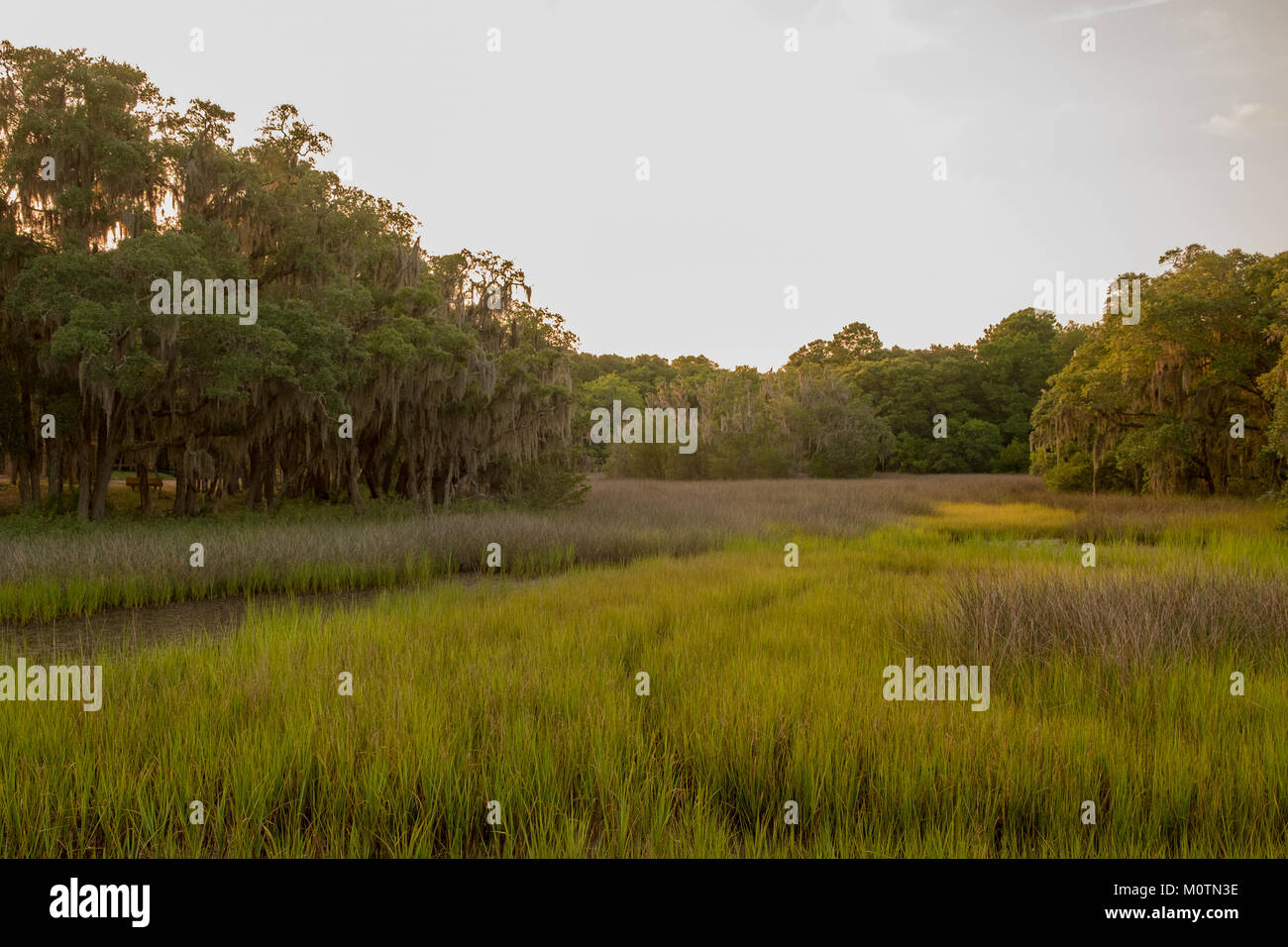 Lowcountry marsh hi-res stock photography and images - Alamy