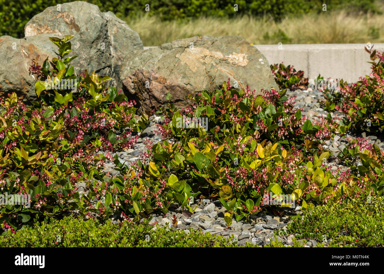 Salal, Gaultheria shallon. growing in a landscaped bed at Crissey Field ...