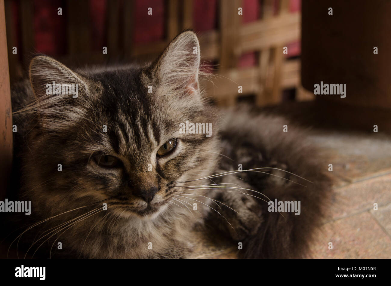 Brown cute cat that cold by rain Stock Photo - Alamy