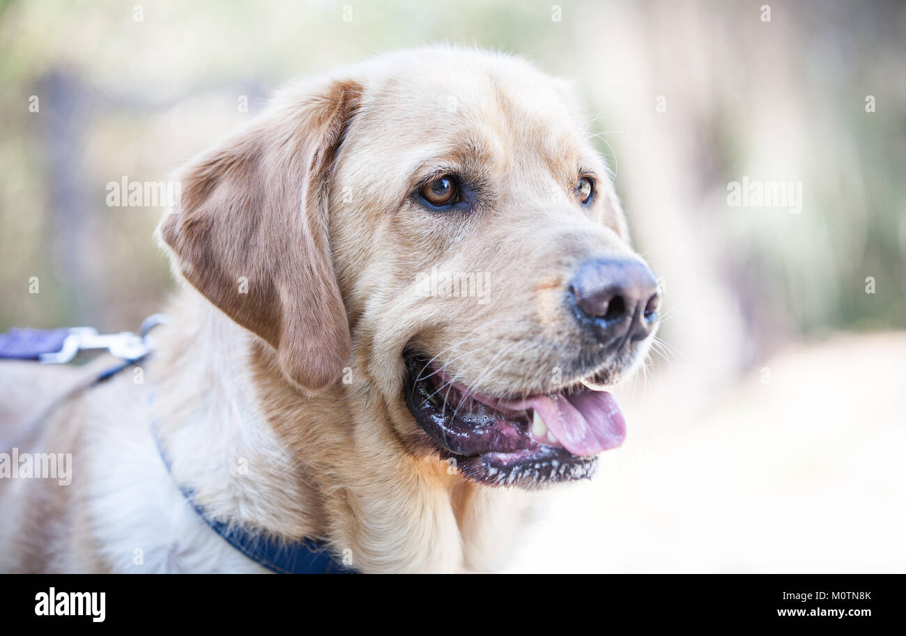 Happy and relaxed with her pet hi-res stock photography and images - Alamy