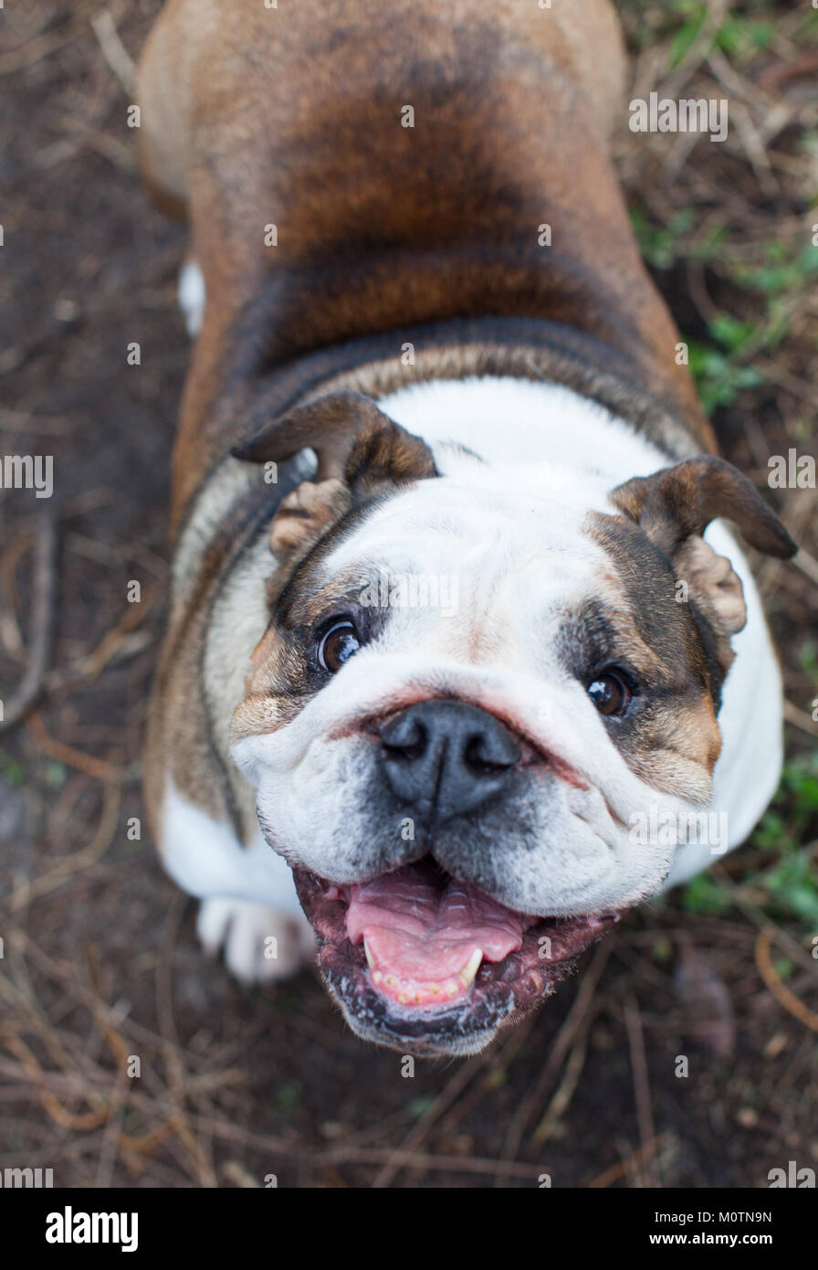 Dog skin folds hi-res stock photography and images - Alamy