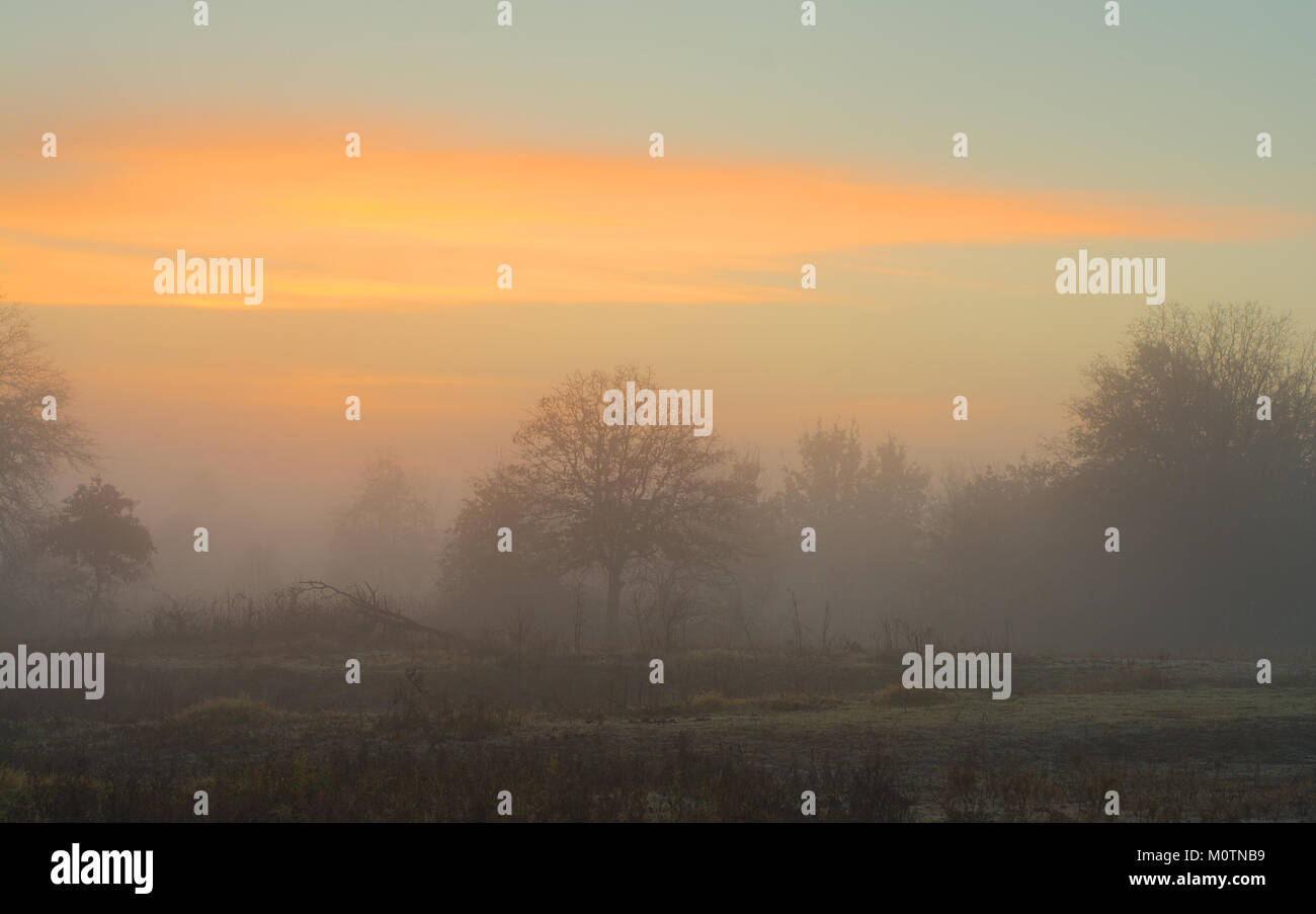 Low lying fog wrapping around trees in early morning before sunrise ...