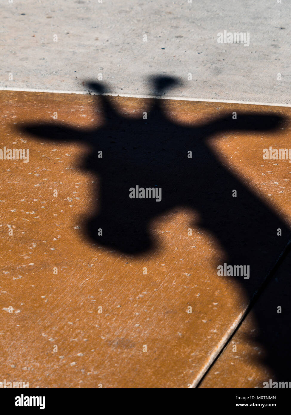 shadow of giraffe on ground Stock Photo - Alamy