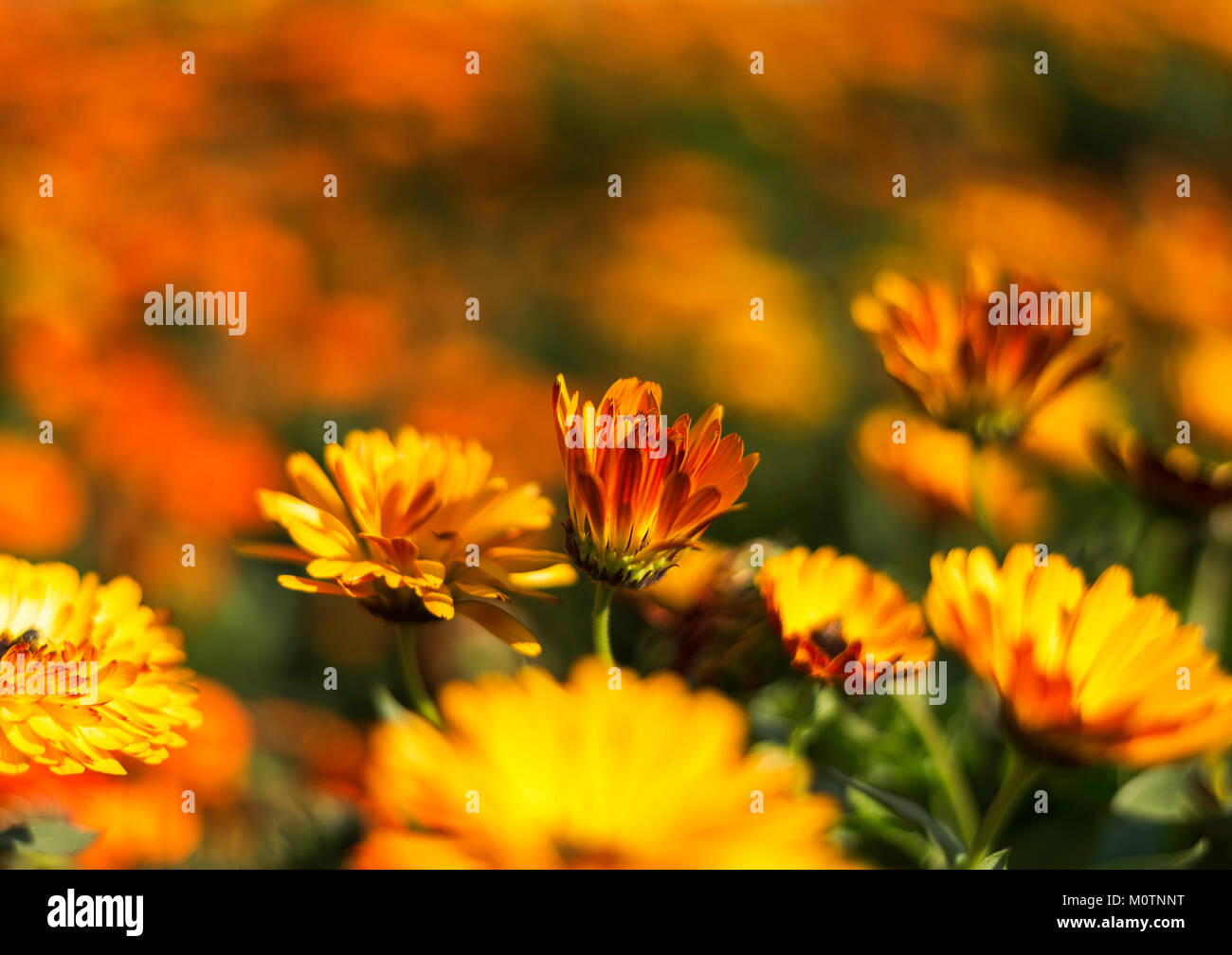 one in focus Stock Photo - Alamy