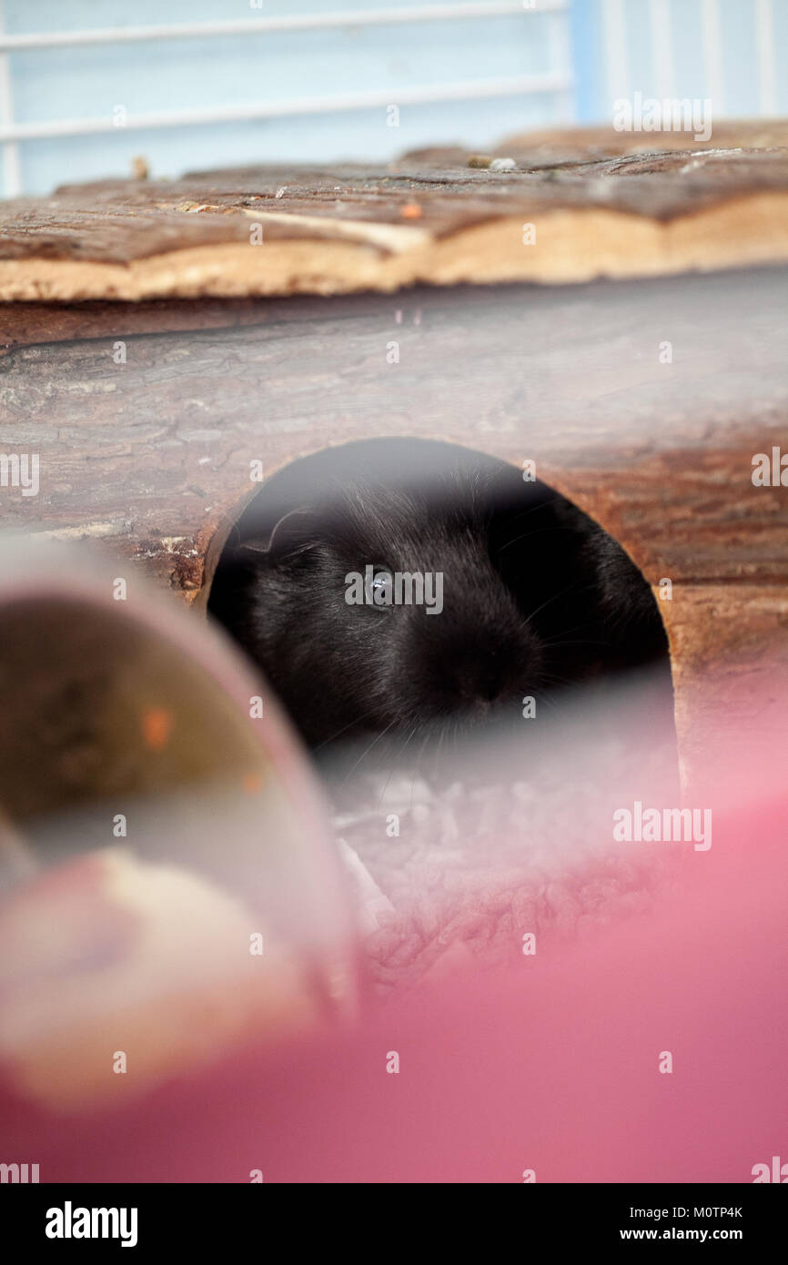 Guinea pig hiding in it's cage at a kindergarten Stock Photo - Alamy