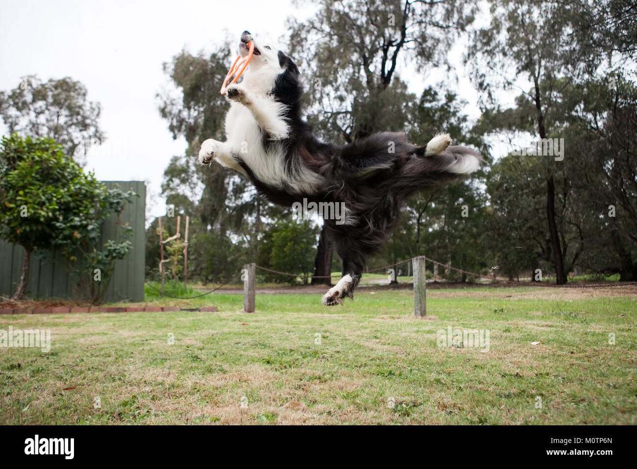Catching a frisbee hi-res stock photography and images - Alamy