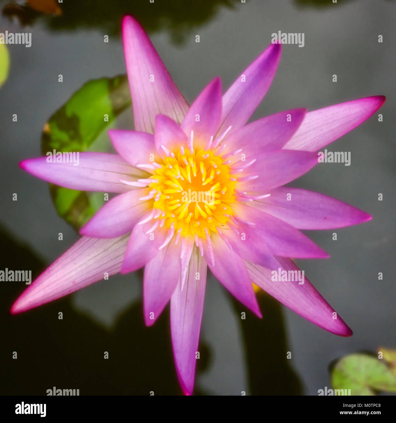Symmetry in nature hi-res stock photography and images - Alamy
