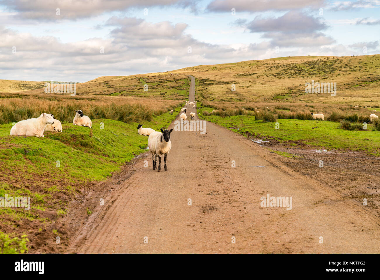 Trecastle hi-res stock photography and images - Alamy