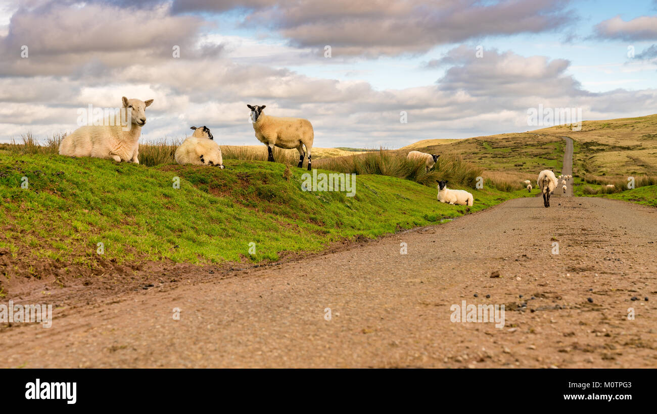 Trecastle hi-res stock photography and images - Alamy