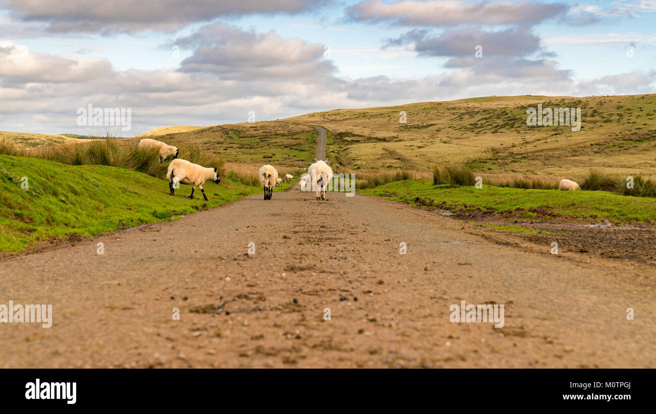 Trecastle hi-res stock photography and images - Alamy