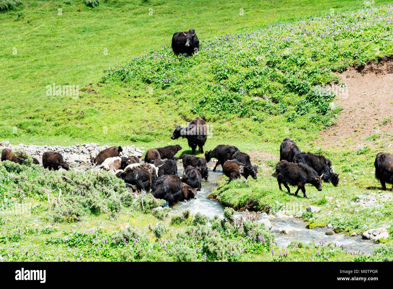 Yak herd, Song Kol Lake, Naryn province, Kyrgyzstan, Central Asia Stock ...