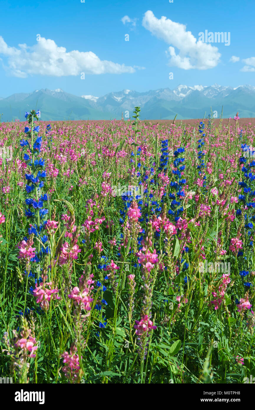 Alpine field of wildflowers hi-res stock photography and images - Alamy