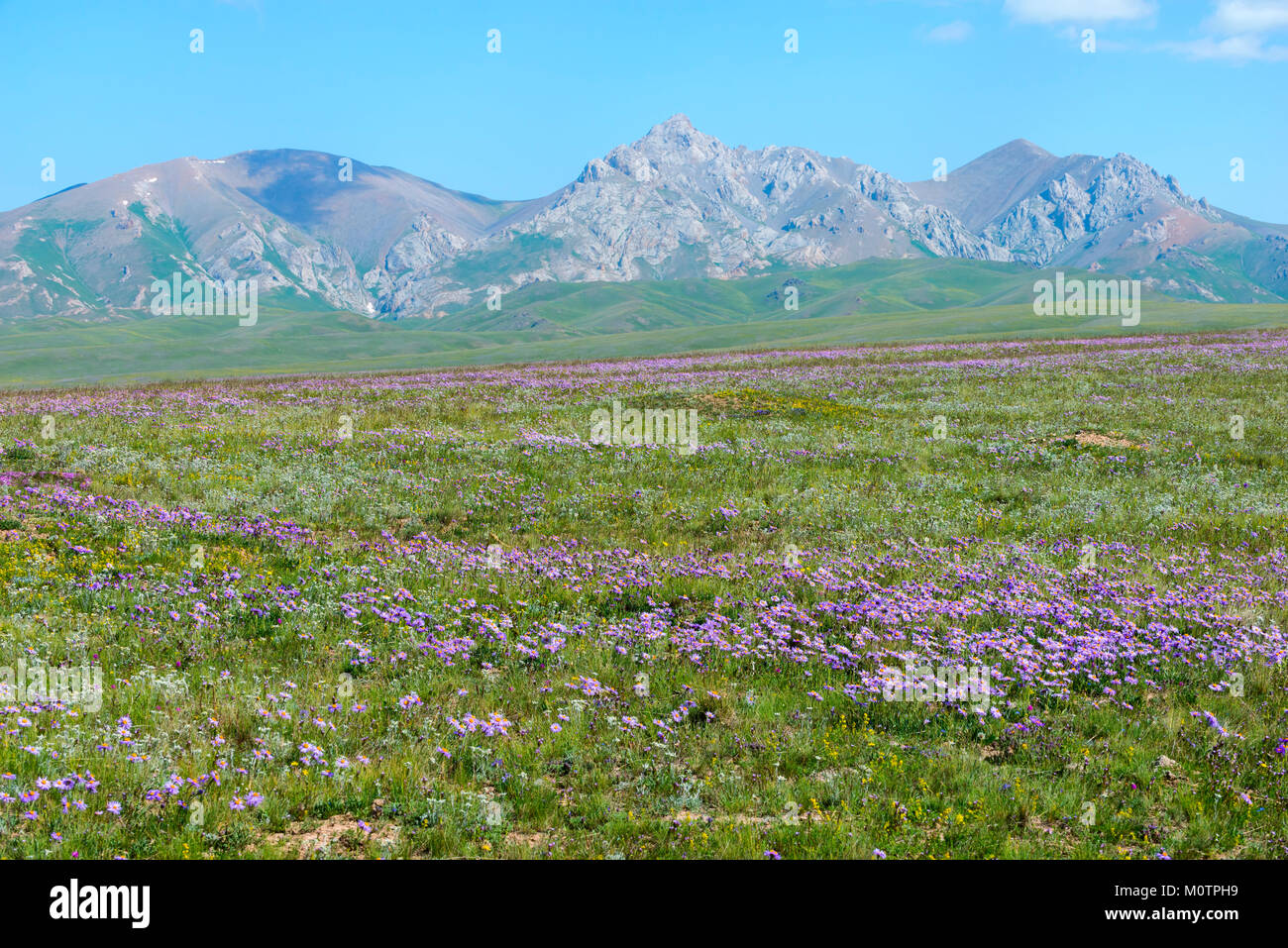 Wildflowers field hi-res stock photography and images - Alamy