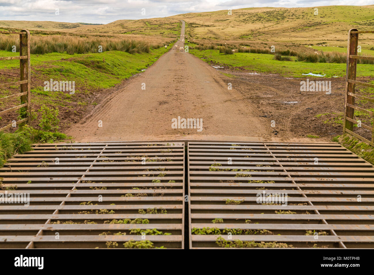 Cattle grid sheep hi-res stock photography and images - Alamy