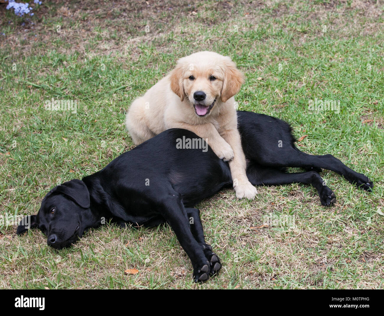 Labradors playing together Stock Photo - Alamy