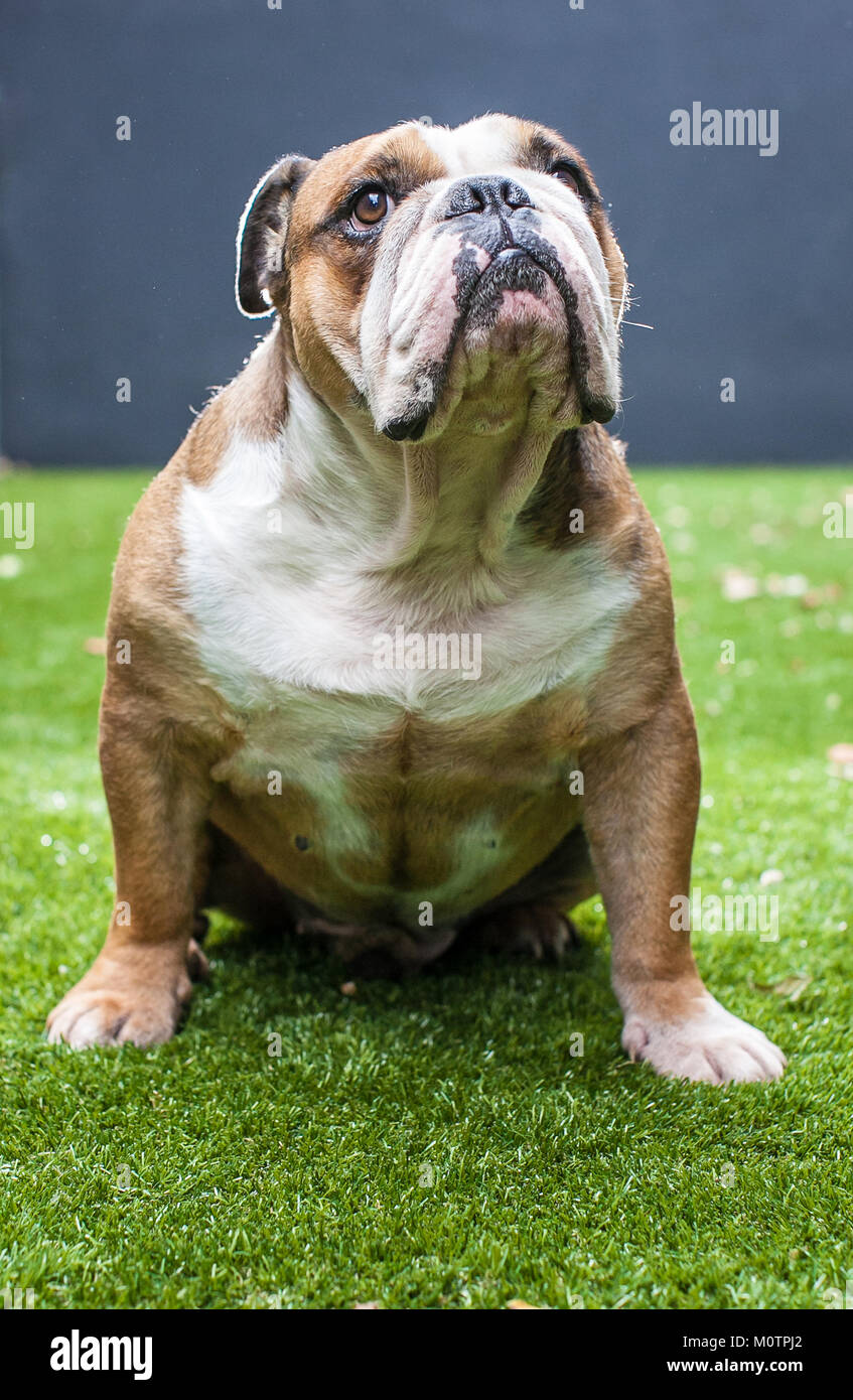 Fat bulldog hi-res stock photography and images - Alamy