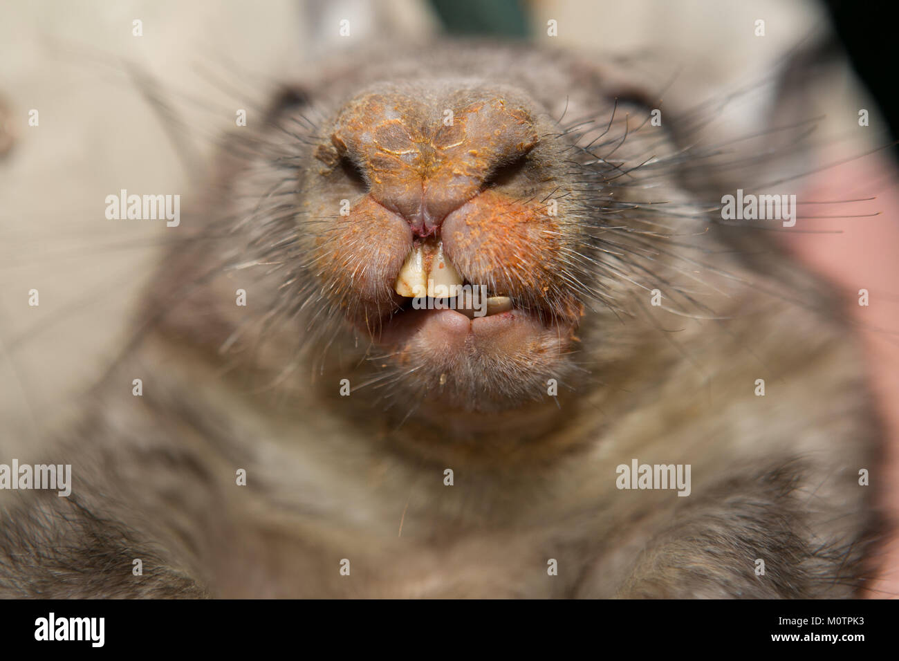 Wombats teeth hi-res stock photography and images - Alamy
