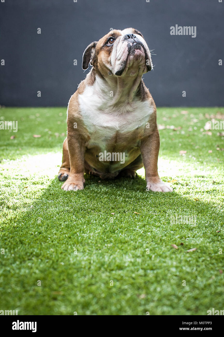Fat bulldog hi-res stock photography and images - Alamy