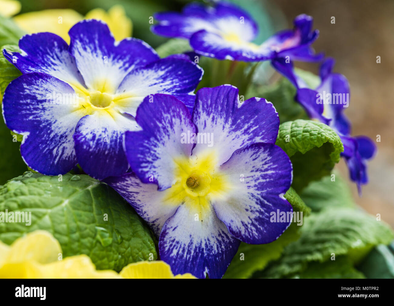 Primula plant hi-res stock photography and images - Alamy