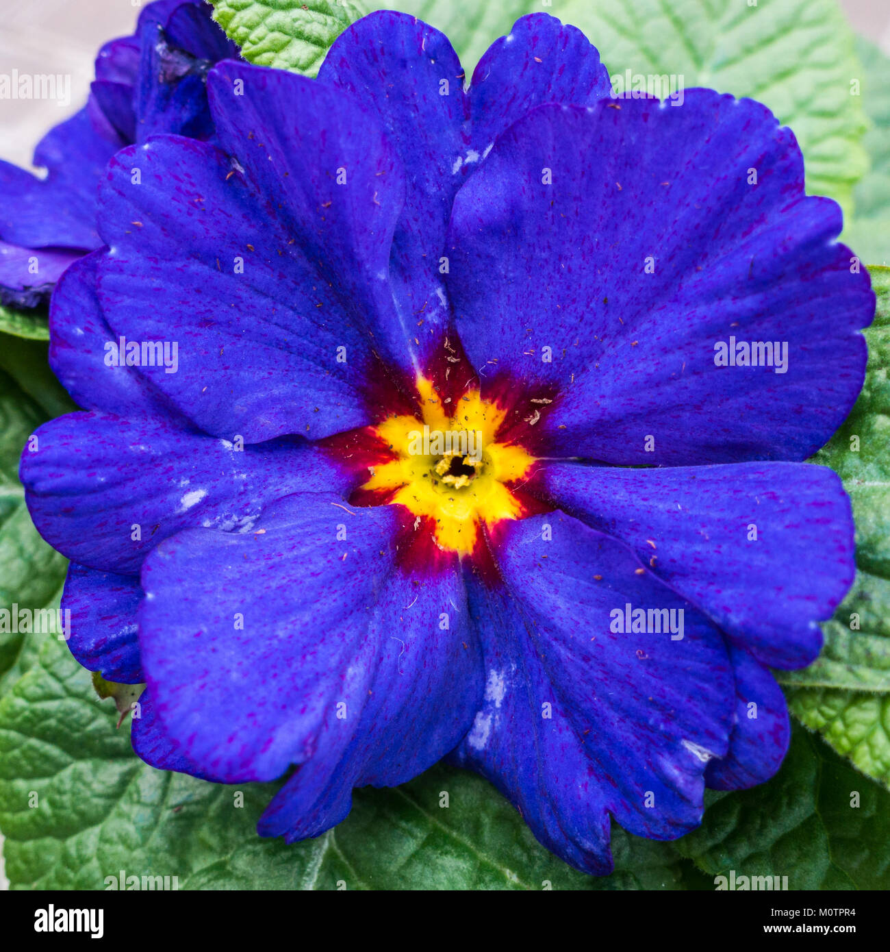 Blue primula hi-res stock photography and images - Alamy