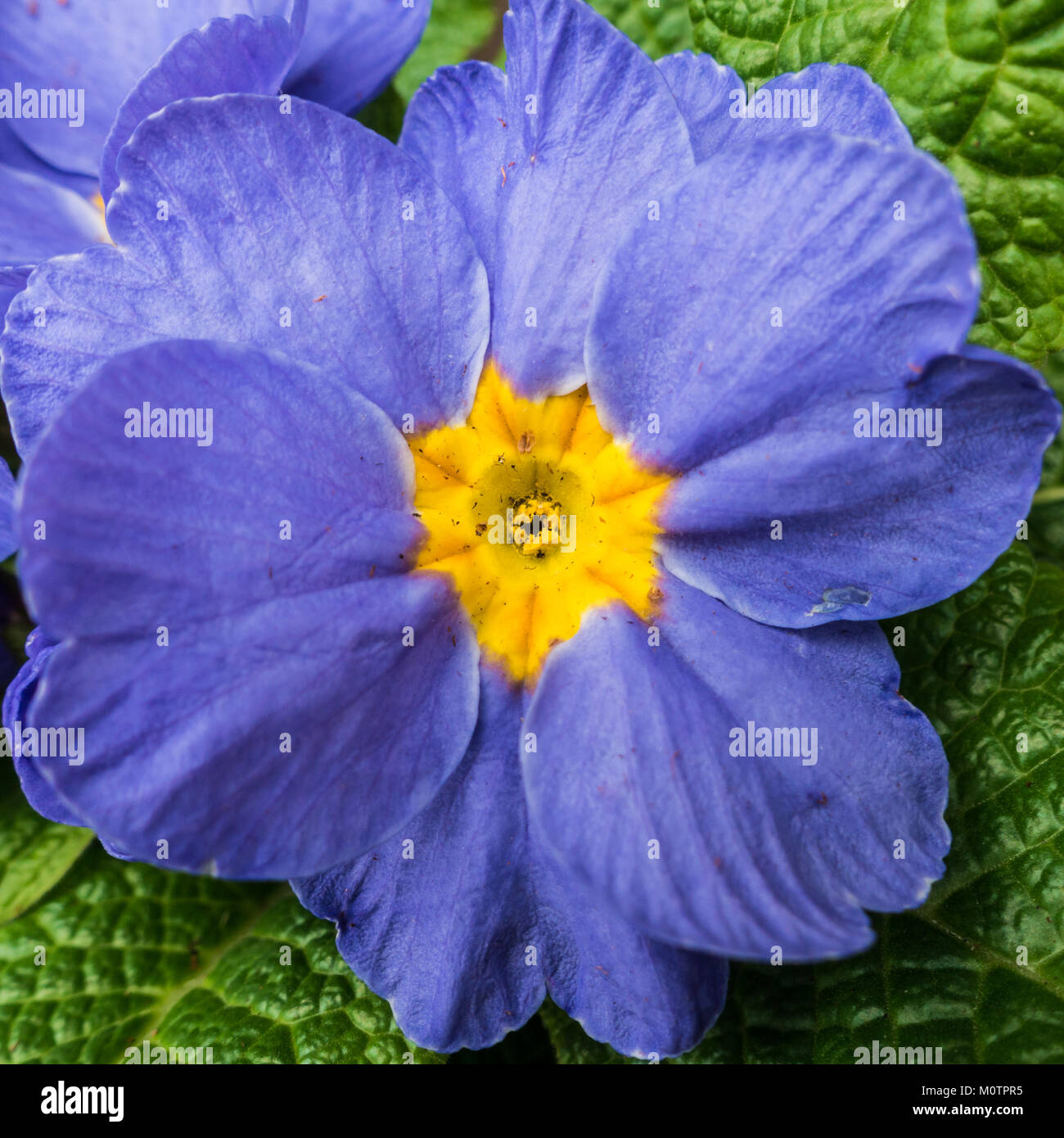 A macro shot of a blue primula bloom Stock Photo - Alamy