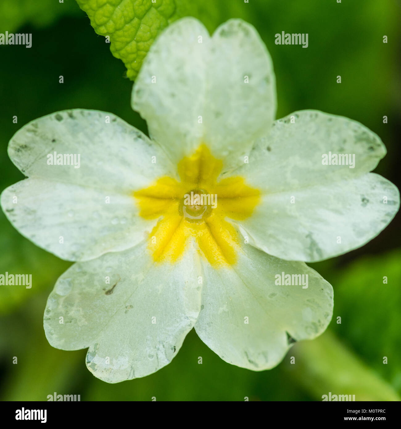 A macro shot of a wet primrose bloom Stock Photo - Alamy