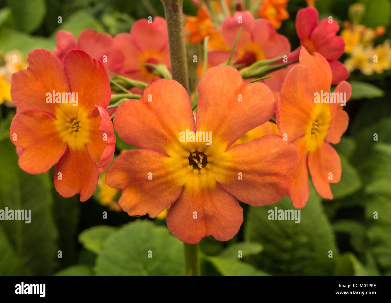A macro shot of an orange primula bloom Stock Photo - Alamy
