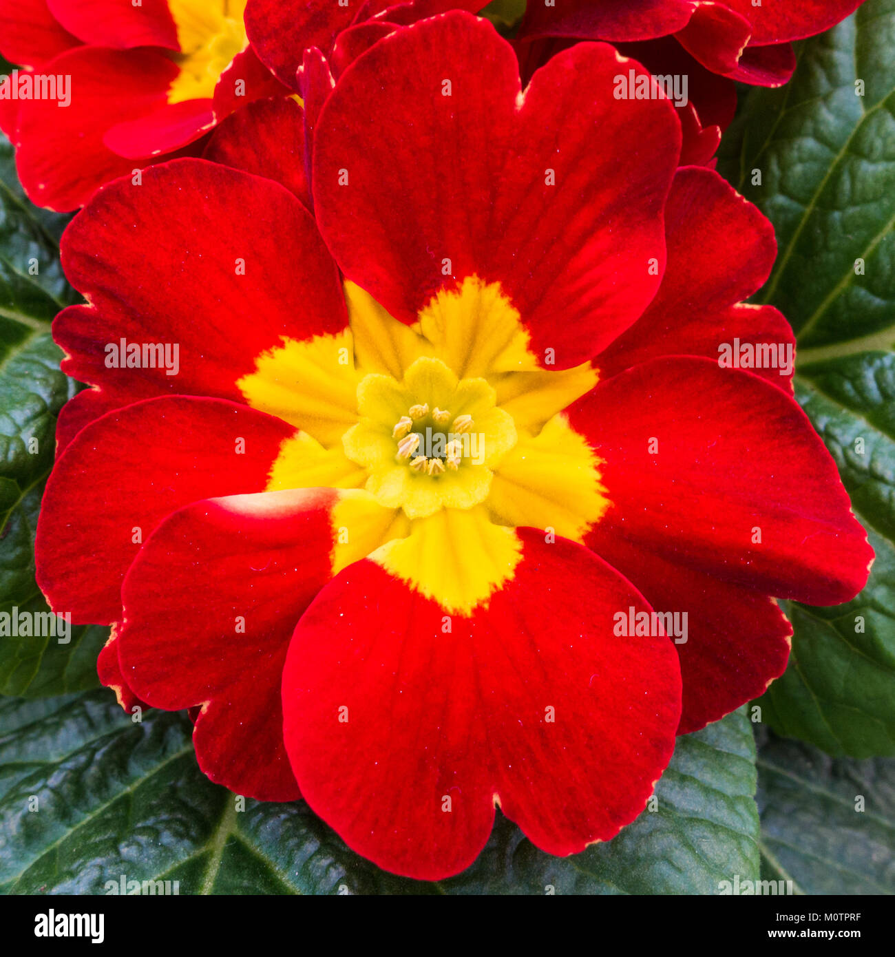 Primrose bedding hi-res stock photography and images - Alamy