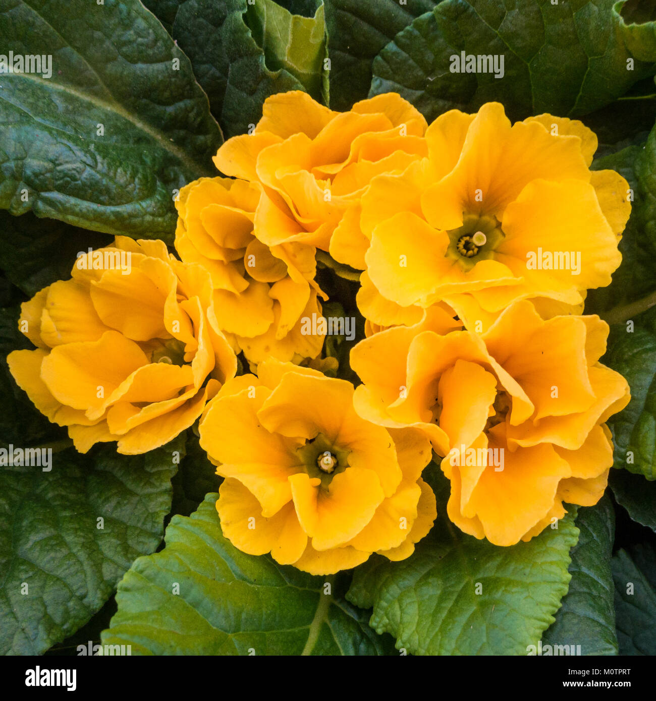 A macro shot of some yellow primula blooms Stock Photo - Alamy