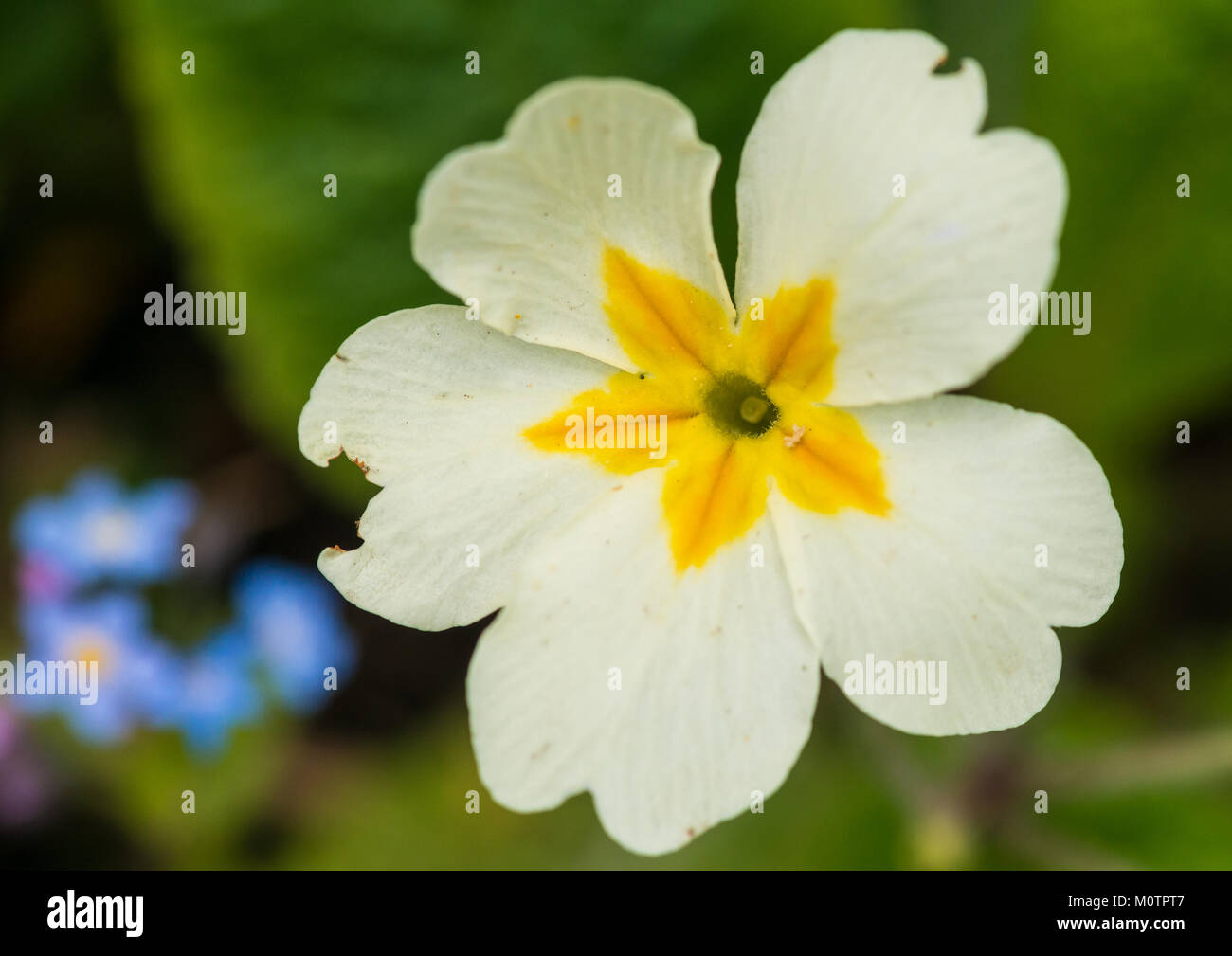 A macro shot of a common primrose bloom Stock Photo - Alamy