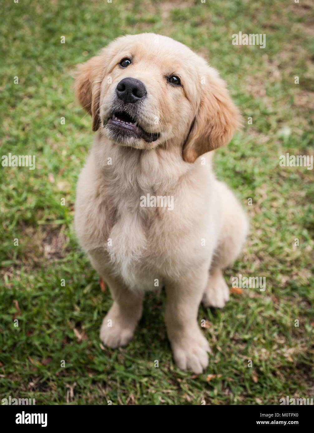 Golden labrador puppy cute hi-res stock photography and images - Alamy
